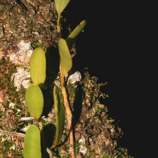 Pyrrosia Serpens Plant Care & How to Grow, Water