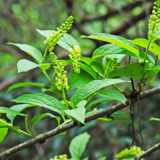 Pyrularia Pubera Plant Care & How to Grow, Water