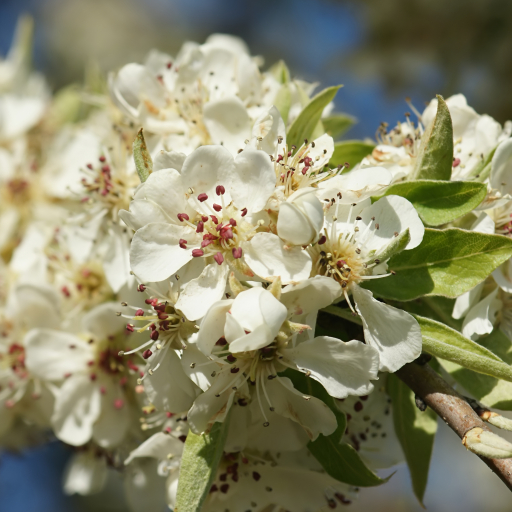 Almond-Leaved Pear (Pyrus Amygdaliformis) Plant Care & How to Grow, Water