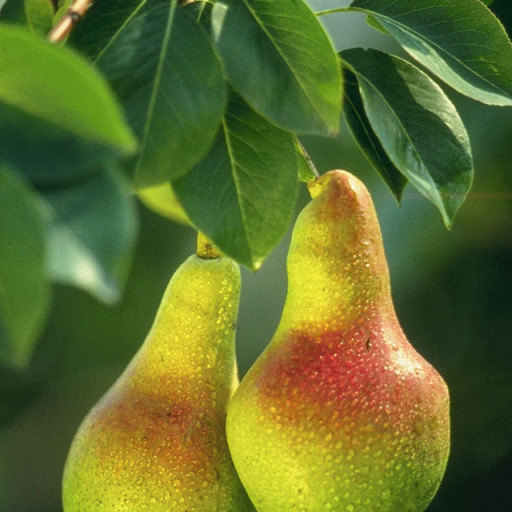 Pear (Pyrus Communis) Plant Care & How to Grow, Water