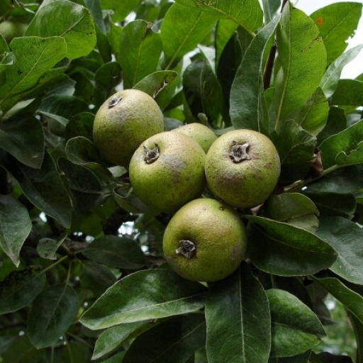 Snow Pear (Pyrus Nivalis) Plant Care & How to Grow, Water