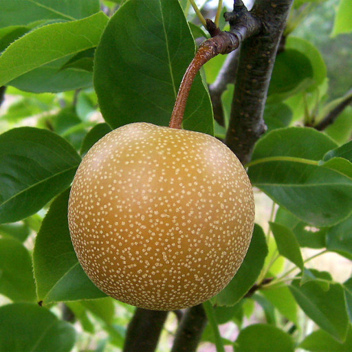 Asian Pear (Pyrus Pyrifolia) Plant Care & How to Grow, Water