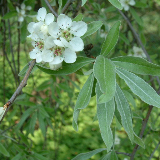 Willow-leaved Pear (Pyrus Salicifolia) Plant Care & How to Grow, Water
