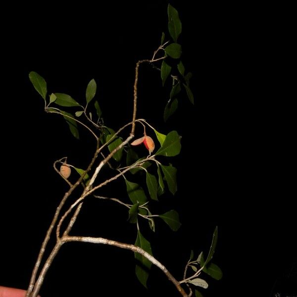 Quadrella Morenoi Plant Care & How to Grow, Water