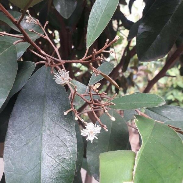 Quadrella Odoratissima Plant Care & How to Grow, Water