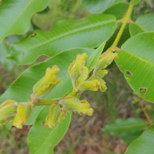 Pau Terra (Qualea Grandiflora) Plant Care & How to Grow, Water