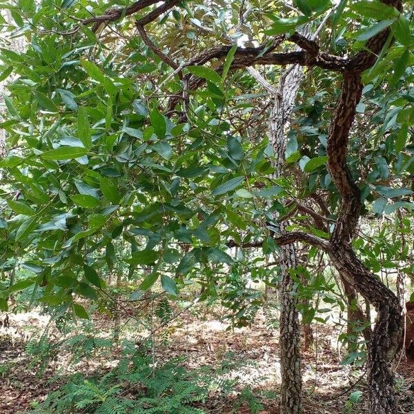 Qualea Parviflora Plant Care & How to Grow, Water