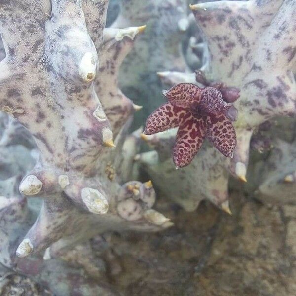 Quaqua Pillansii Plant Care & How to Grow, Water