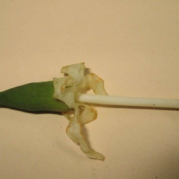 Quararibea Pendula Plant Care & How to Grow, Water