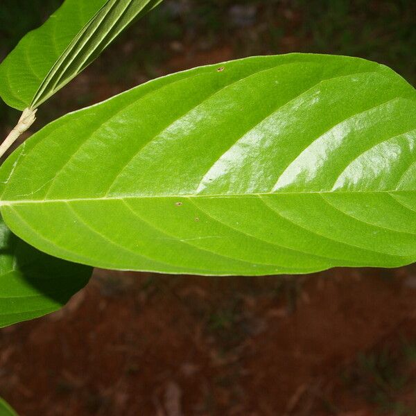 Quararibea Stenophylla Plant Care & How to Grow, Water