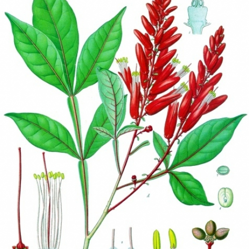 Amargo (Quassia Amara) Plant Care & How to Grow, Water