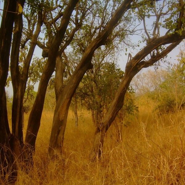 Quassia Undulata Plant Care & How to Grow, Water