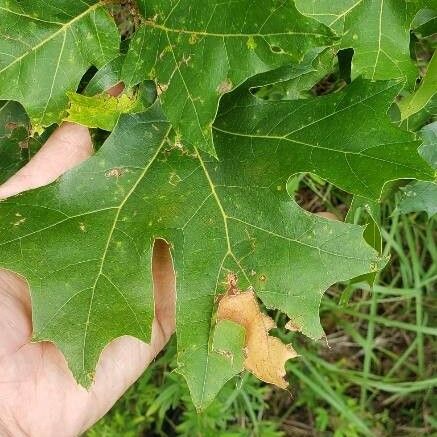 Mapleleaf Oak (Quercus Acerifolia) Plant Care & How to Grow, Water