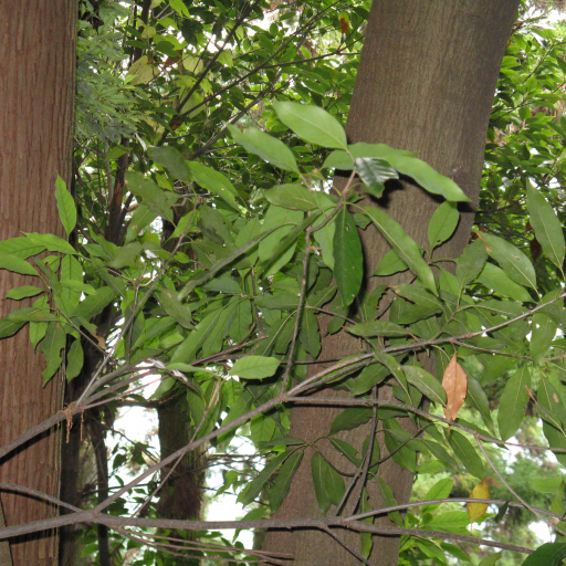 Japanese Evergreen Oak (Quercus Acuta) Plant Care & How to Grow, Water