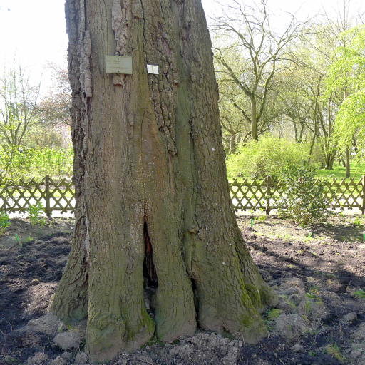 African Oak (Quercus Afares) Plant Care & How to Grow, Water