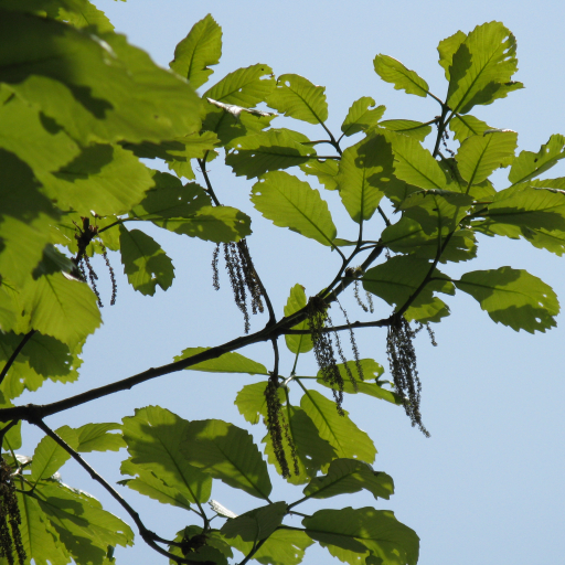 Oriental White Oak (Quercus Aliena) Plant Care & How to Grow, Water