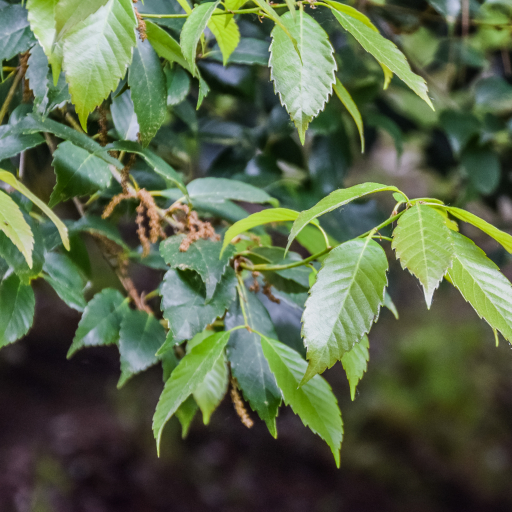 White Shin Oak (Quercus Annulata) Plant Care & How to Grow, Water