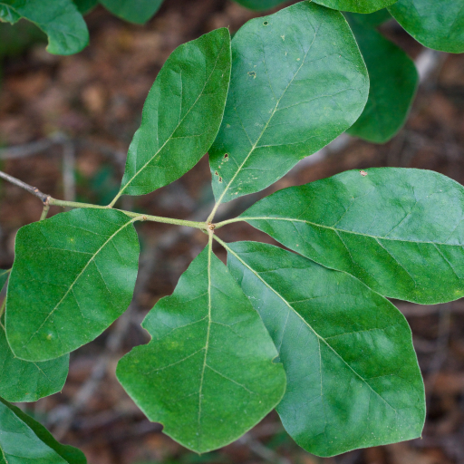 Arkansas Oak (Quercus Arkansana) Plant Care & How to Grow, Water