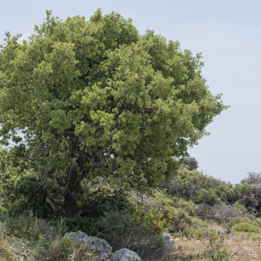 Boz-Pirnal Oak (Quercus Aucheri) Plant Care & How to Grow, Water