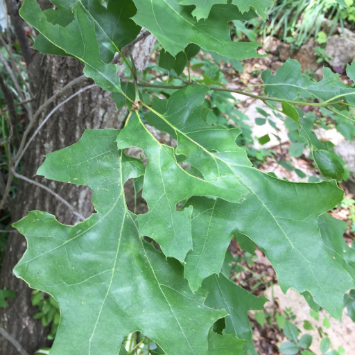 Texas Red Oak (Quercus Buckleyi) Plant Care & How to Grow, Water