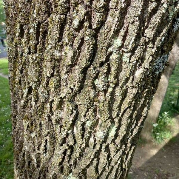 Quercus Cerris X Quercus Robur Plant Care & How to Grow, Water