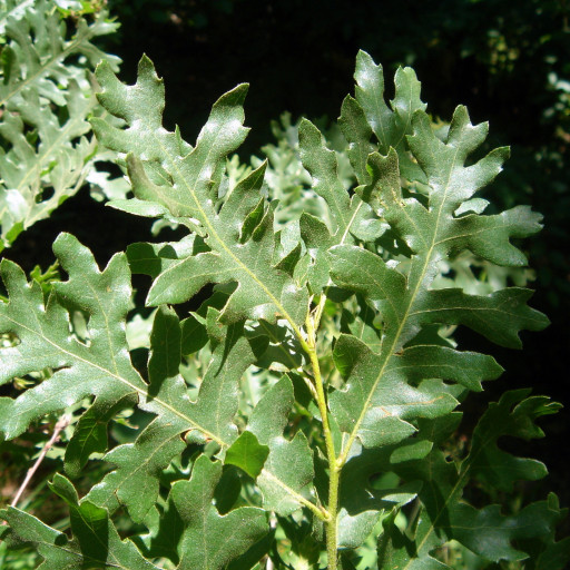 Turkey Oak (Quercus Cerris) Plant Care & How to Grow, Water