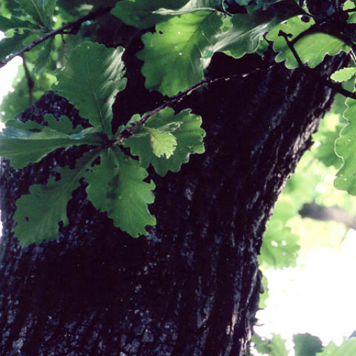 Daimyo Oak (Quercus Dentata) Plant Care & How to Grow, Water