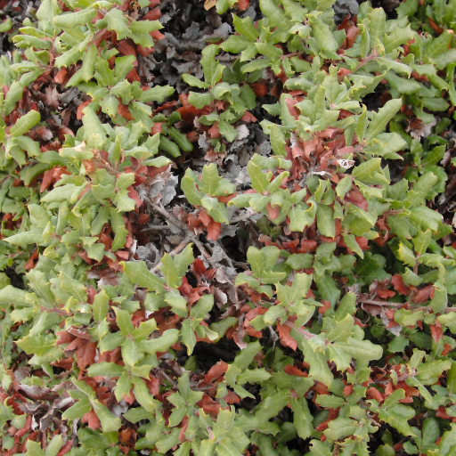 Leather Oak (Quercus Durata) Plant Care & How to Grow, Water