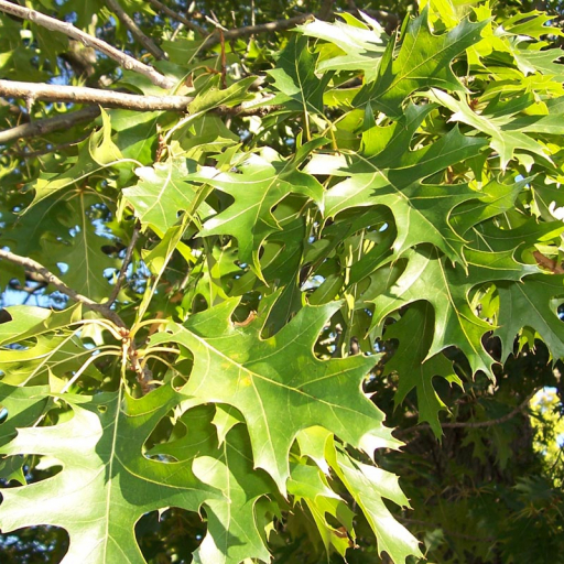 Northern Pin Oak (Quercus Ellipsoidalis) Plant Care & How to Grow, Water