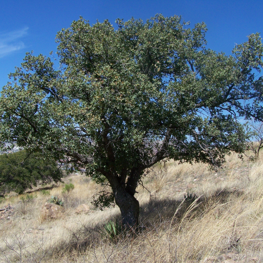 Emory Oak (Quercus Emoryi) Plant Care & How to Grow, Water
