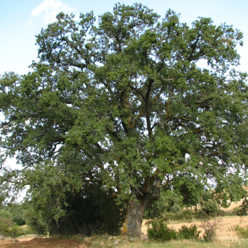 Honeydew Oak (Quercus Faginea) Plant Care & How to Grow, Water