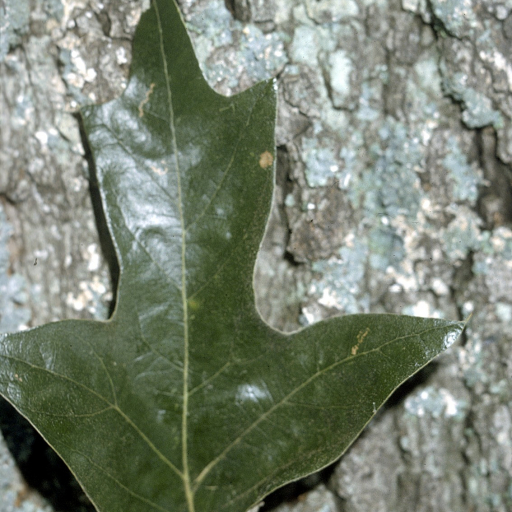 Southern Red Oak (Quercus Falcata) Plant Care & How to Grow, Water