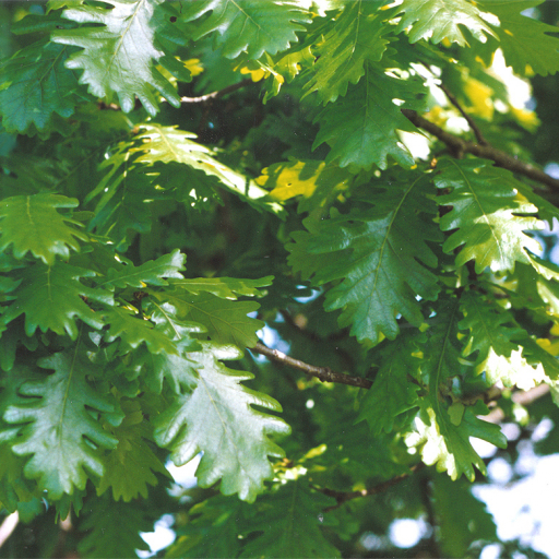 Hungarian Oak (Quercus Frainetto) Plant Care & How to Grow, Water