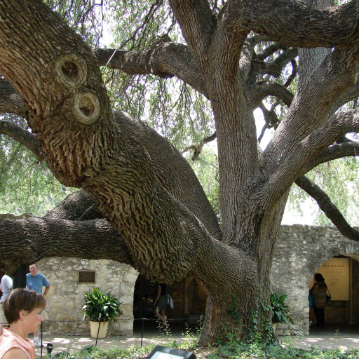 Texas Live Oak (Quercus Fusiformis) Plant Care & How to Grow, Water