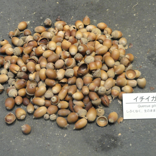 Red-bark Oak (Quercus Gilva) Plant Care & How to Grow, Water