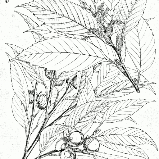 Ring-Cup Oak (Quercus Glauca) Plant Care & How to Grow, Water