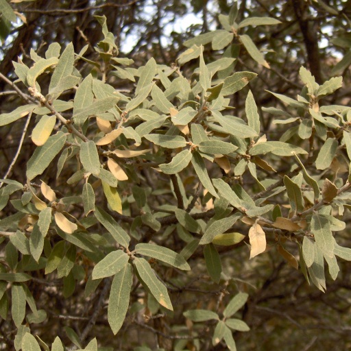 Gray Oak (Quercus Grisea) Plant Care & How to Grow, Water