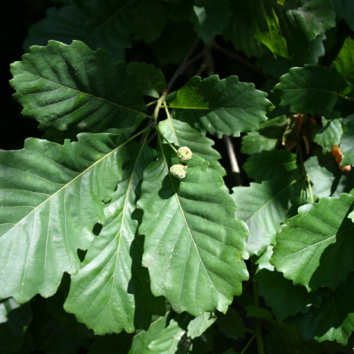 Strandzha Oak (Quercus Hartwissiana) Plant Care & How to Grow, Water