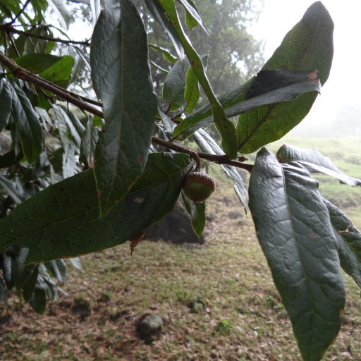 Andean Oak (Quercus Humboldtii) Plant Care & How to Grow, Water