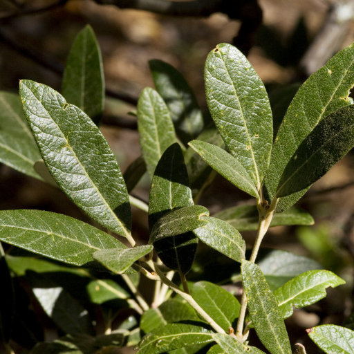 Silverleaf Oak (Quercus Hypoleucoides) Plant Care & How to Grow, Water