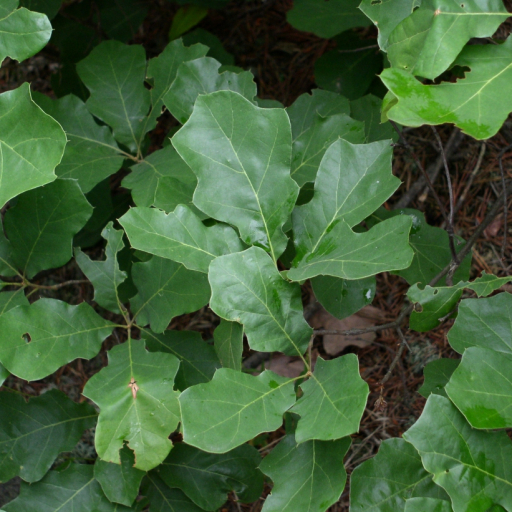Bear Oak (Quercus Ilicifolia) Plant Care & How to Grow, Water