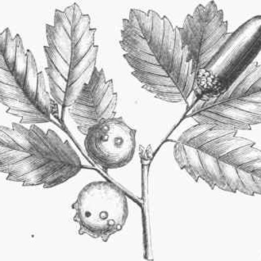 Aleppo Oak (Quercus Infectoria) Care Guide: Water, Soil & Propagation ...