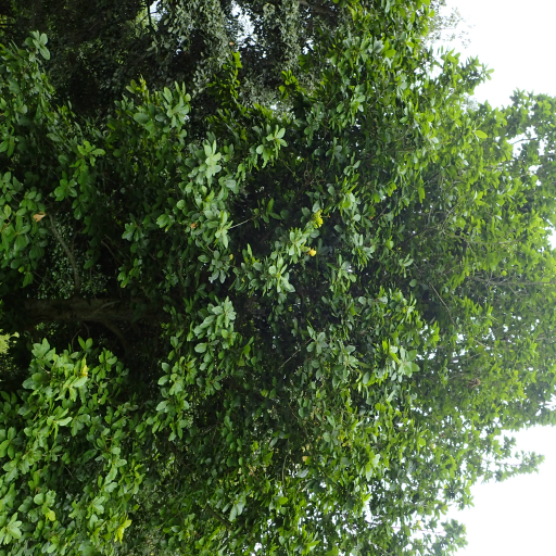 Quercus Insignis Plant Care & How to Grow, Water