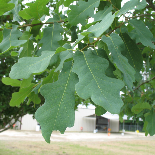 Lacey Oak (Quercus Laceyi) Care Guide: Water, Soil & Propagation ...