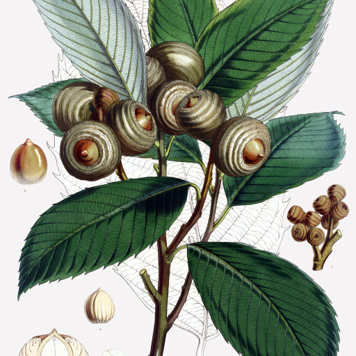 Bull Oak (Quercus Lamellosa) Plant Care & How to Grow, Water