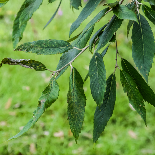 Quercus Lanata Plant Care & How to Grow, Water
