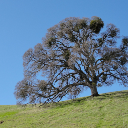 Valley Oak (Quercus Lobata) Plant Care & How to Grow, Water
