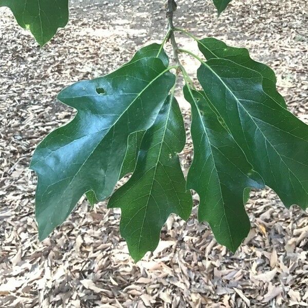 Hybrid Oak (Quercus × Ludoviciana) Plant Care & How to Grow, Water