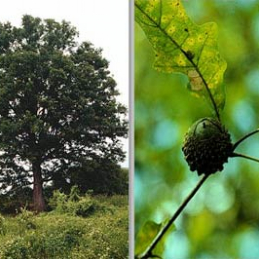 Overcup Oak (Quercus Lyrata) Plant Care & How to Grow, Water