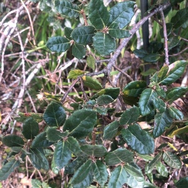 Chinese Dwarf Oak (Quercus Monimotricha) Plant Care & How to Grow, Water